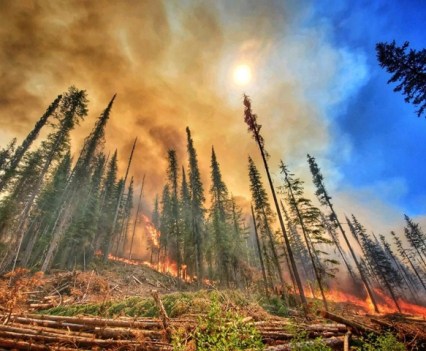 The Burning Issue - Online Journalism Awards